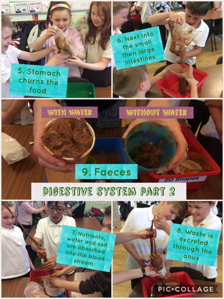 Digestive system 2 – Roseburn Primary School